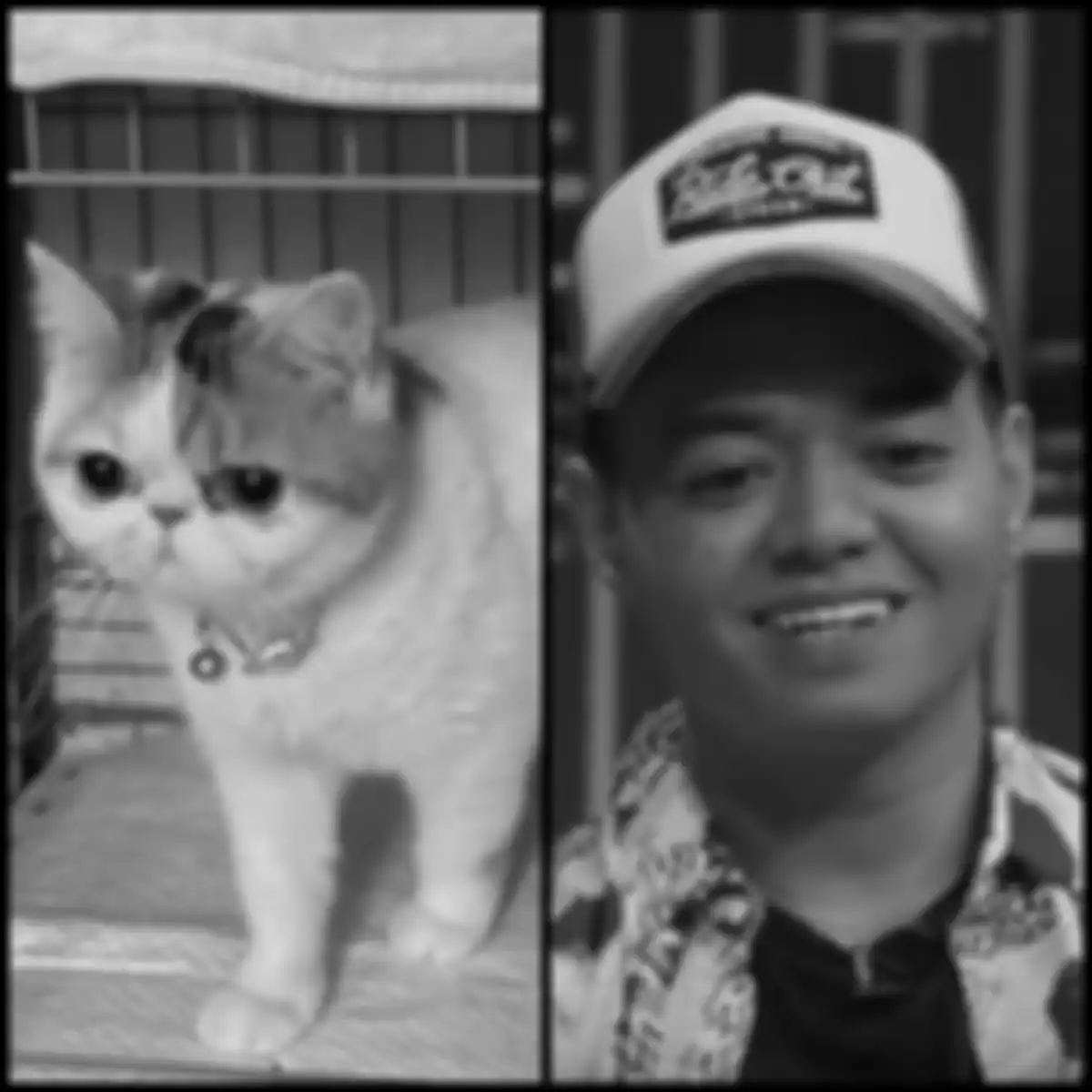 5 Kucing yang Mirip Seleb Indonesia, dari Mas Adam Suseno Hingga Reza Arap