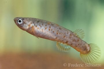 Berita Mangrove Rivulus Terbaru Hari Ini - Bobo