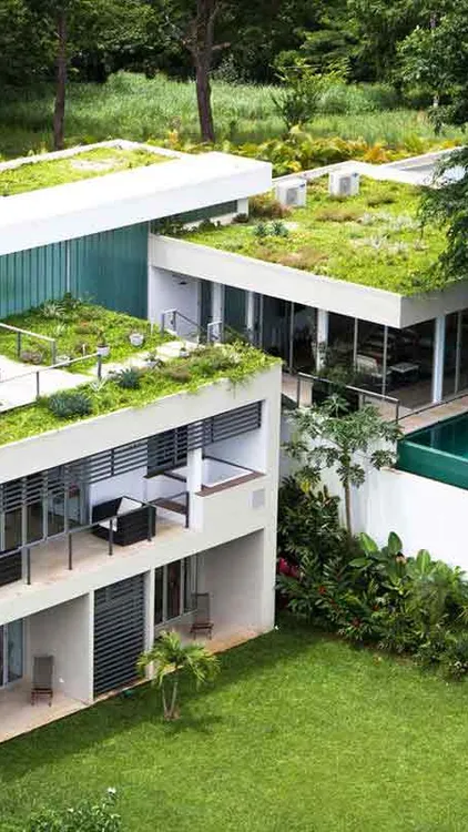 Manfaat Atap Hijau dalam Merespons Iklim Tropis, Bikin Atap Lebih Awet