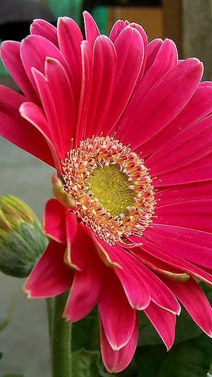 5 Arti Bunga Gerbera Daisy Berdasarkan Warnanya, Inilah Bunga Favorit ...