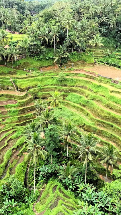 Hak Guna Usaha (HGU) Atas Tanah: Siapa yang Berhak Memilikinya dan ...