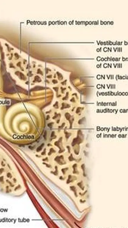 Mengenal Sistem Vestibular, Penjaga Keseimbangan Tubuh