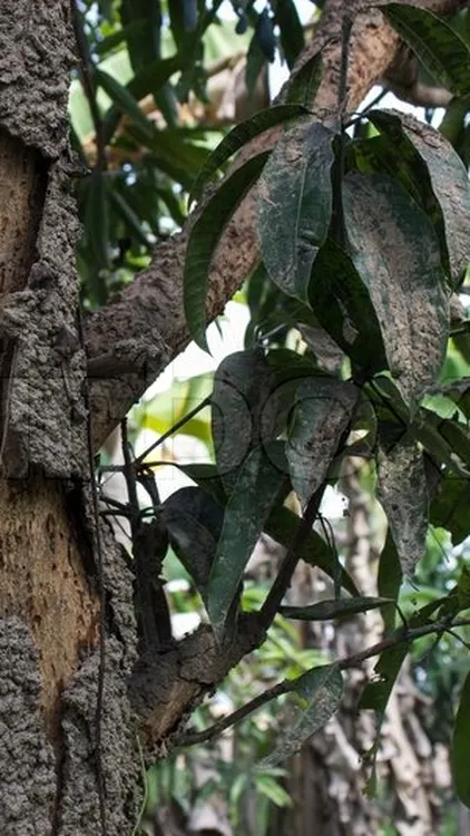 Cara Mudah dan Manjur Usir Rayap di Pohon Mangga, Cuma Pakai Bumbu ...