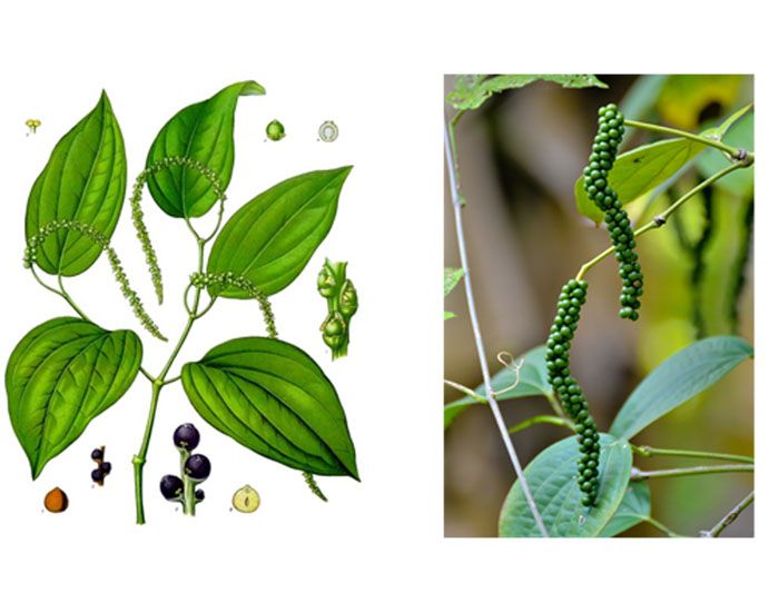 Mengenal Tanaman Lada, Rajanya Rempah-Rempah di Dunia - Bobo