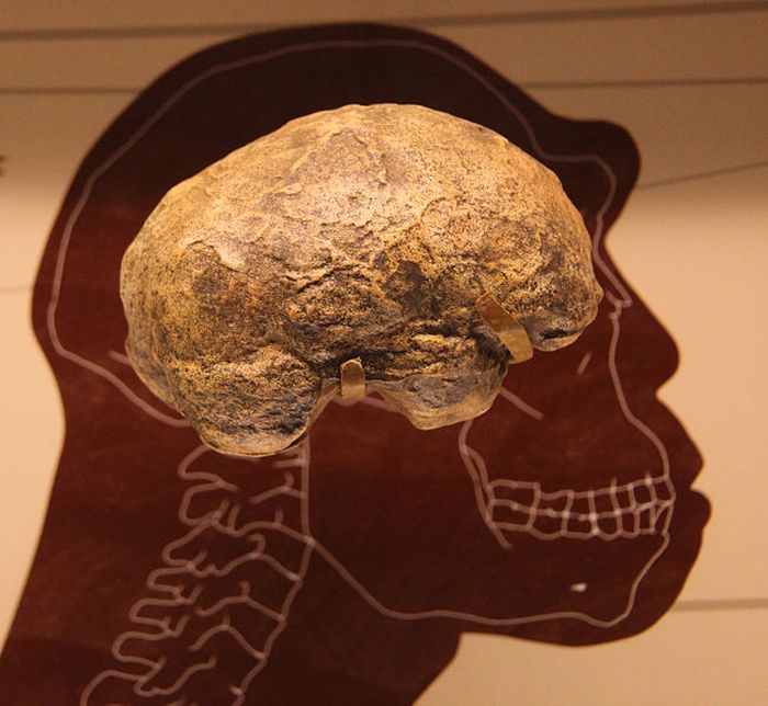 Mengenal Homo Erectus, Manusia Purba yang Pintar - Bobo