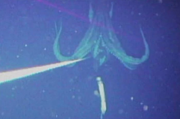 Mengenal Makhluk Unik Cryptids, Salah Satunya Berasal dari Indonesia ...