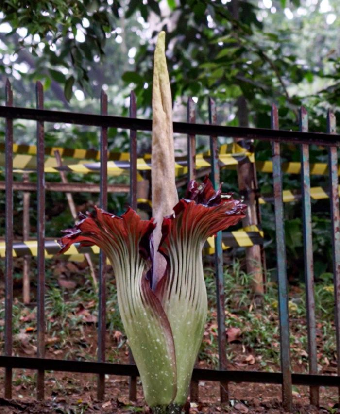 Amorphophallus titanum, Si Bunga Bangkai Raksasa yang Terancam Punah ...