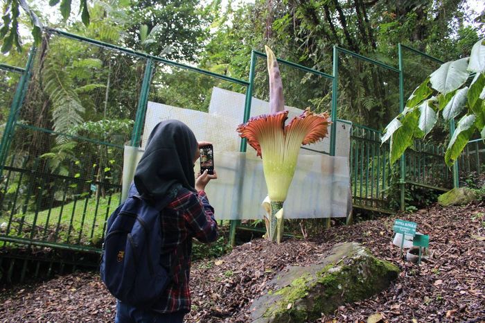 Bunga Bangkai dan Bunga Rafflesia Arnoldii Itu Berbeda, Ini ...