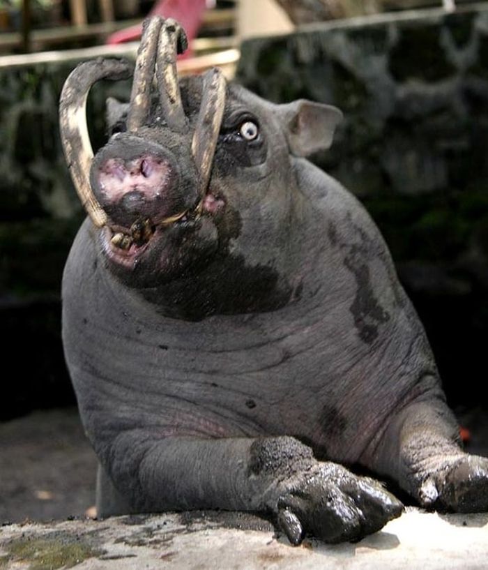 Tiga Jenis Babi Unik di Indonesia: Babi Berjanggut hingga 'Bercula' - Semua Halaman - National ...