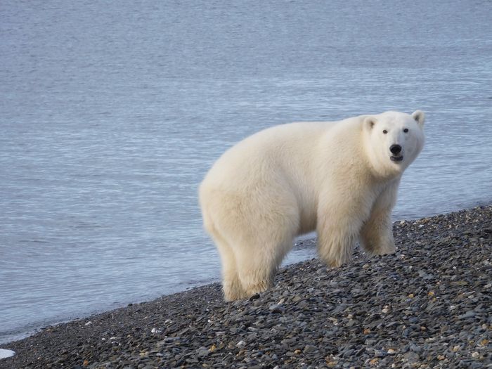 Kabar Arktika: Penemuan Populasi Beruang Kutub di Lautan Chukchi ...