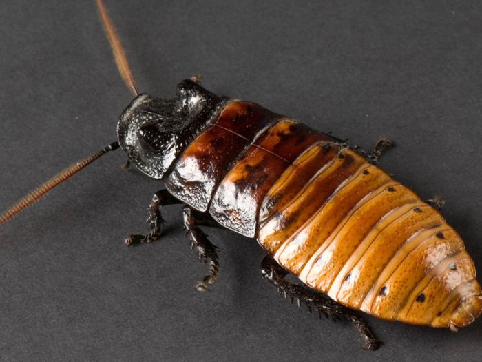 Ilmuwan Jepang Menciptakan Kecoa Siborg yang Menggunakan Sel Surya ...