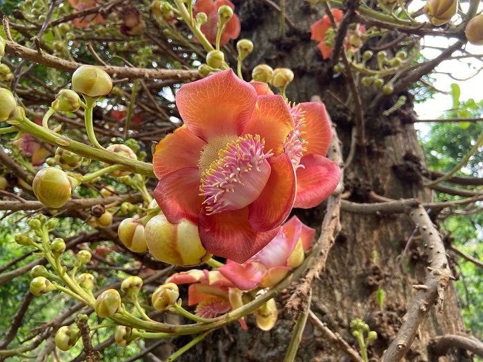Mekar di Kebun Raya Purwodadi, Inilah Cannon Ball Tree, Pohon Cantik ...