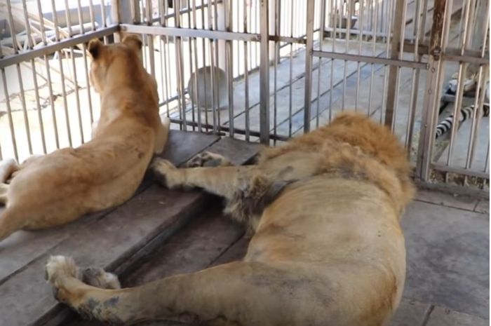 Bikin Haru, Pasangan Singa Sirkus Akhirnya Hirup Udara Bebas Setelah 8 ...