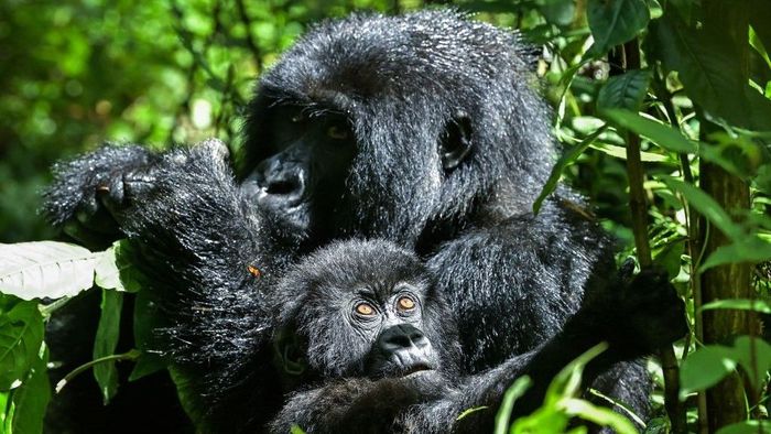 Dunia Hewan: Mengapa Beberapa Spesies Mengadopsi Anak Individu Lain ...