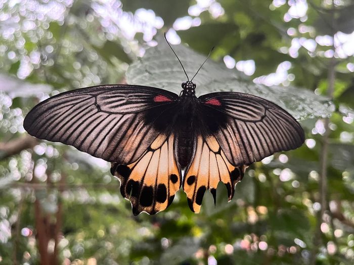 Bukan Sekadar Tempat Wisata, Aviary Park Indonesia juga Berfungsi ...