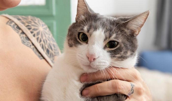 5 Arti Mimpi Mengelus Kucing, Pertanda Baik atau Peringatan yang Tak ...