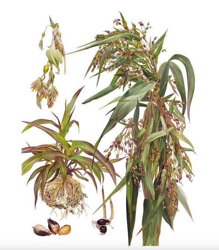 Khazanah Alam Nusantara: Narasi Kedaulatan Pangan dalam Seni Botani ...