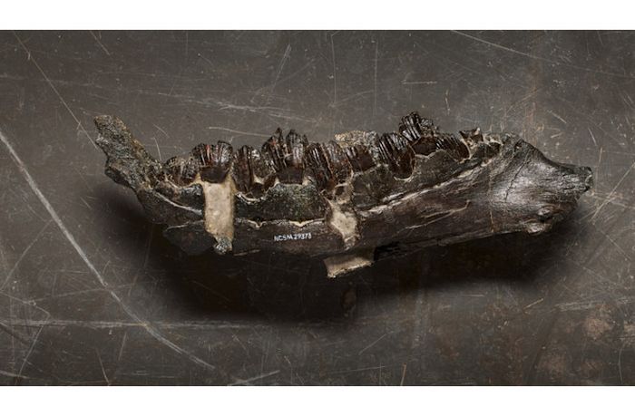 Fosil Dinosaurus dari Amerika Utara Ungkap Masa Transisi pada Zaman ...