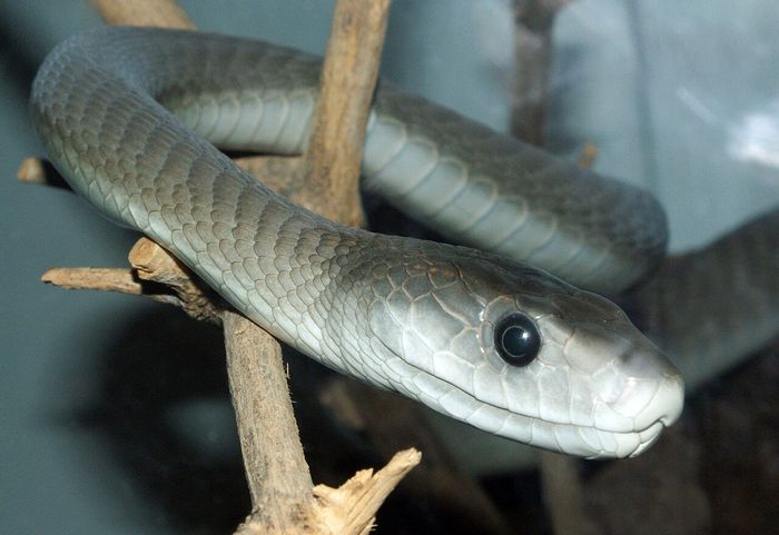 Termasuk Black Mamba, Ini Daftar Ular Paling Mematikan di Dunia - Semua ...