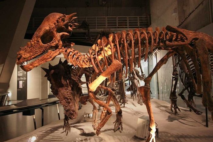 Terungkap Ternyata Dinosaurus Juga Memiliki Perilaku ‘Sundulan Kepala ...