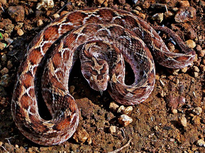 Termasuk Black Mamba, Ini Daftar Ular Paling Mematikan di Dunia ...