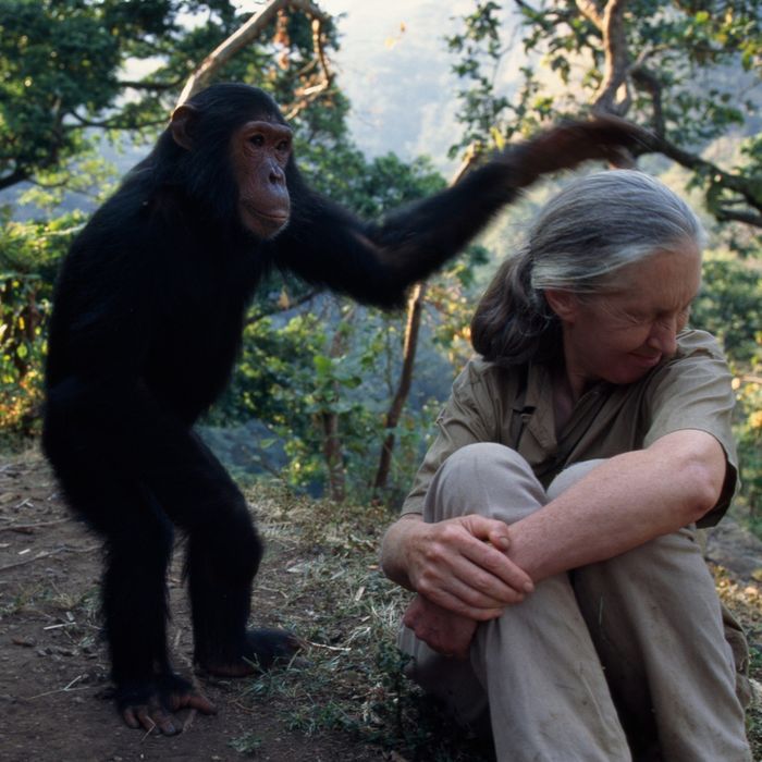 Jane Goodall dan Perang Simpanse: Perebutan Kekuasaan Selama 4 Tahun di ...