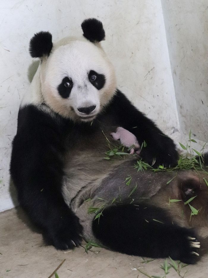Hanya Punya Masa Subur 24-72 Jam, Induk Panda di TSI Berhasil Lahirkan ...
