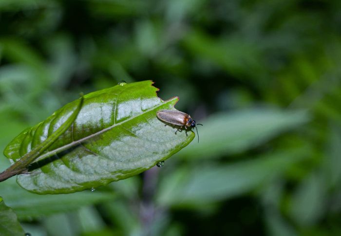 Kenapa Kini Kita Semakin Jarang Melihat Kunang-Kunang di Alam? - Semua ...