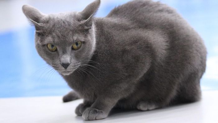 Apakah Ada Ras Kucing yang Terbentuk Tanpa Campur Tangan Manusia ...