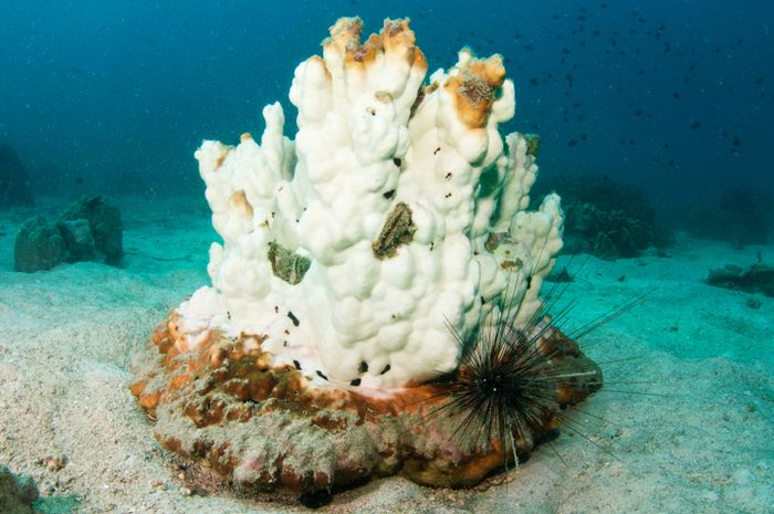 Dampak Perubahan Iklim ke Laut Jauh Lebih Besar dari Perkiraan ...