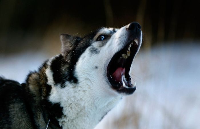 Bagaimana Kisah Anjing Menjadi Kawan dalam Peradaban Manusia? - Semua ...