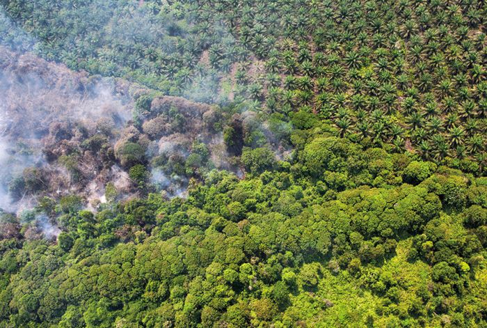 Alih Fungsi Hutan Jadi Kebun Sawit Bikin Suhu Indonesia Makin Panas ...