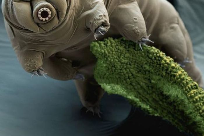 Mengenal Tardigrada, Hewan Paling Tangguh di Bumi yang Hampir Tidak ...