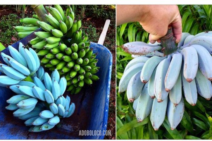 Fakta Blue Java Banana, Pisang Unik Berwarna Biru yang Miliki Tekstur ...
