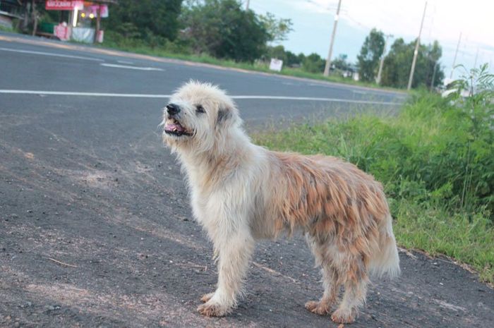 Wah, Anjing Setia Ini Menunggu Tuannya Selama 4 Tahun di Tempat yang ...
