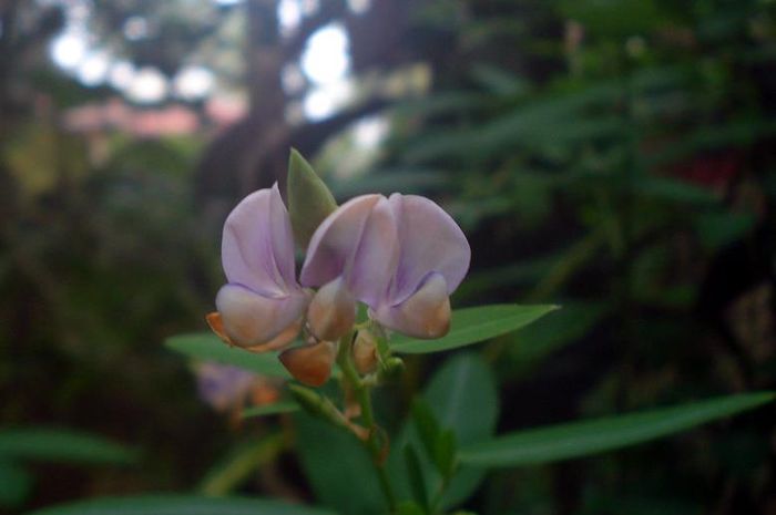 Codariocalyx Motorius, Tanaman Unik yang Bisa Menari, Pernah Lihat? - Bobo