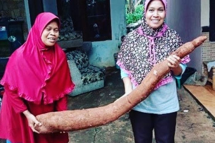 Viral Singkong Sepanjang 2 Meter Bikin Heboh Warga, Ini Penjelasan ...