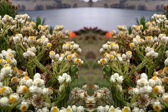 Bisa Bertahan di Tanah Tandus Hingga Mekar Selama 10 Tahun, Inilah 5 ...