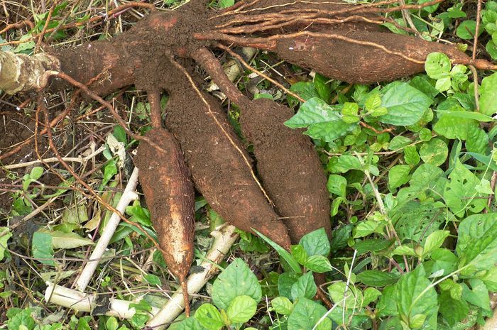 Perkembangbiakan pada Tumbuhan dengan Umbi Akar: Ciri-Ciri dan ...