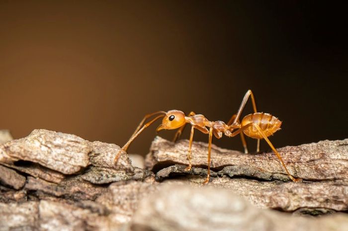 Awas! Gigitan Semut Merah Ternyata Bisa Sebabkan Kondisi Kesehatan yang ...