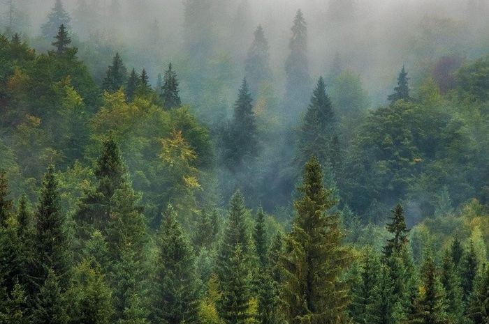 4 Cara Tumbuhan untuk Menyebarkan Bijinya, Materi IPA Kelas 4 SD - Bobo