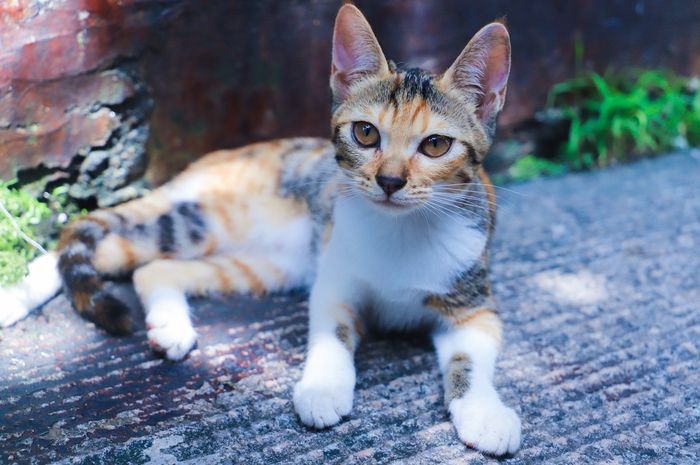 Pencinta Kucing Wajib Tahu, Ini Bagian Tubuh Kucing yang Boleh dan ...