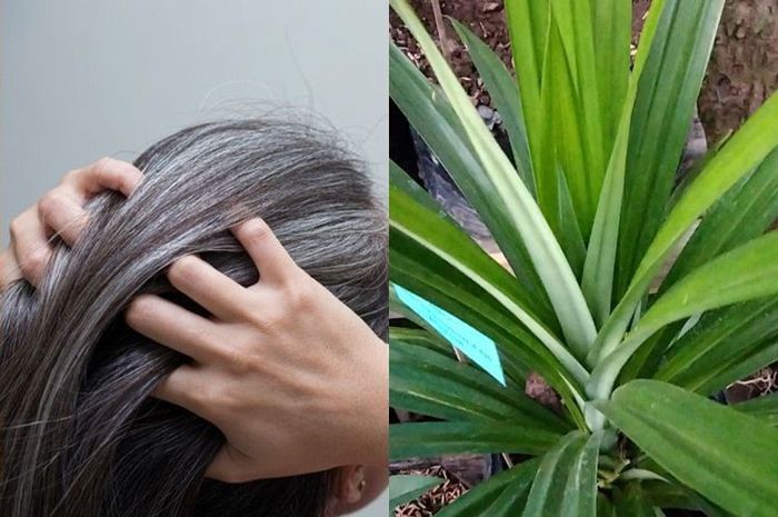 Rahasia dari Nenek Bocor! Hilangkan Uban Sampai ke Akarnya Ternyata Cuma Pakai Daun Pandan, Cara ...