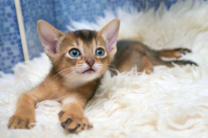 Rayakan Hari Kucing Sedunia, Kenali 4 Ras Kucing Paling Pintar Ini - Bobo