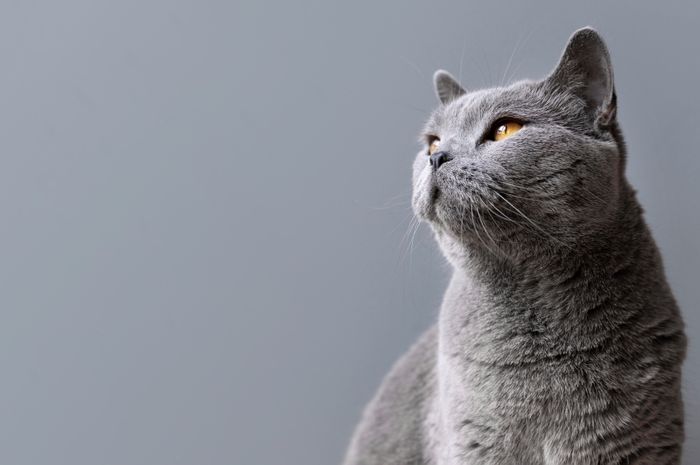 Mengenal Kucing Busok, Kucing Asli Pulau Madura yang Telah Diakui Dunia ...