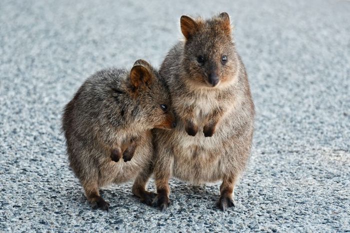 Mirip Berang-Berang, Ternyata Quokka Justru Bersaudara dengan Kanguru ...