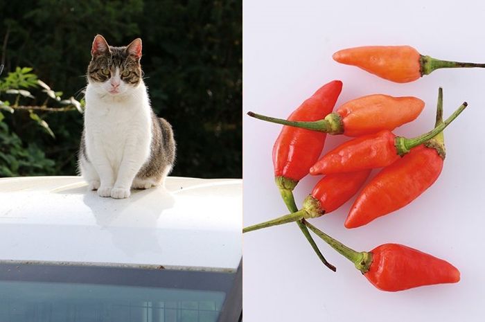 Seumur-umur Baru Tahu, Cara Ampuh Cegah Kucing Agar Tak Naik ke Mobil ...