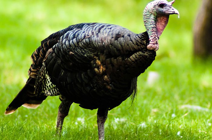5 Fakta Unik Kalkun, Spesies Burung yang Warna Kepalanya Bisa Berubah ...