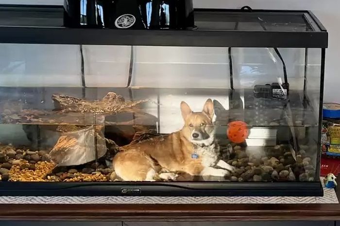 Menggemaskan, Anjing Ini 'Ditemukan' Bersantai di dalam Akuarium Kura ...