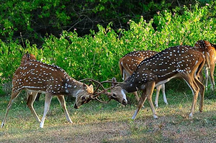 6 Fakta Unik Kijang, Jenis Hewan Mirip Rusa yang Pandai Berlari - Bobo